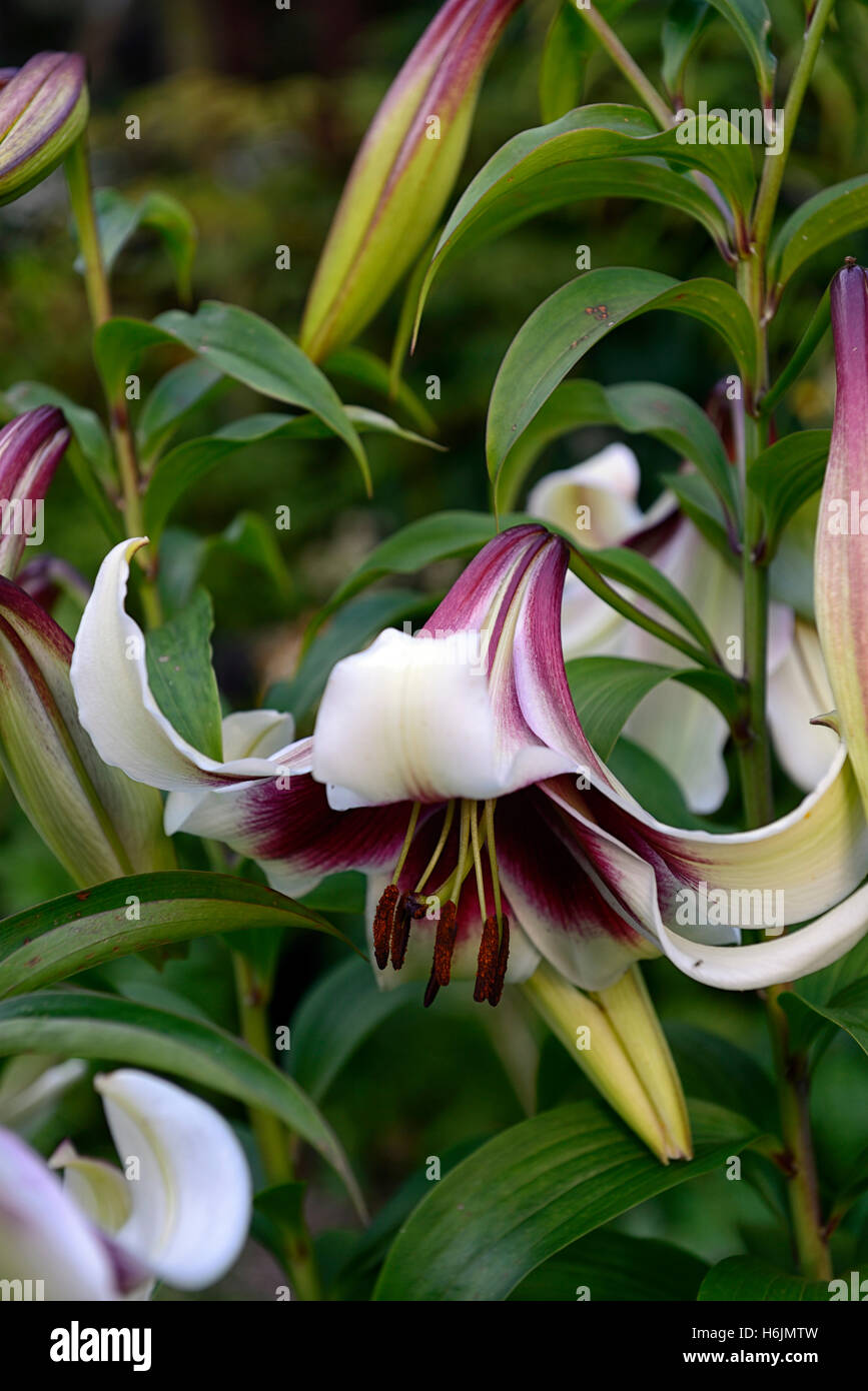 Lilium Kushi Maya Hybrid lily lilies Nepalense x Oriental sweetly ...