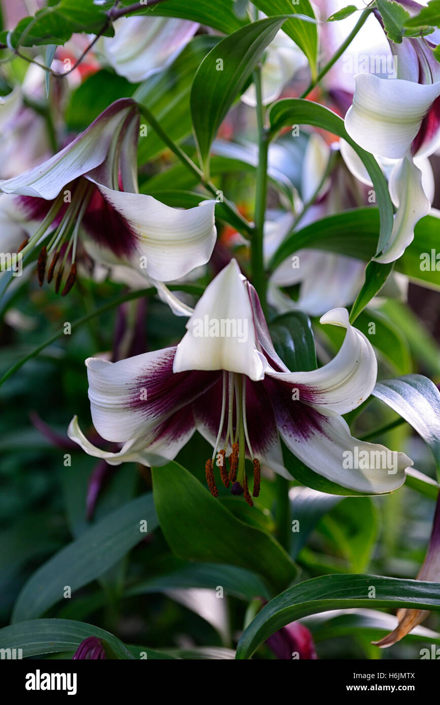 Lilium Kushi Maya Hybrid lily lilies Nepalense x Oriental sweetly ...
