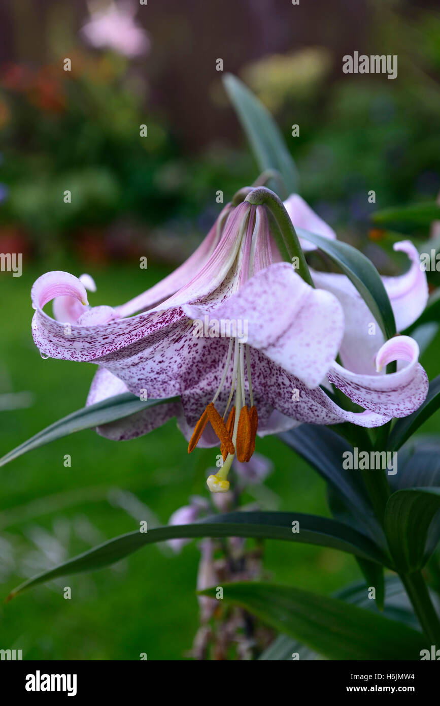 lilium lankon L longiflorum x L lankongense white purple speckled ...