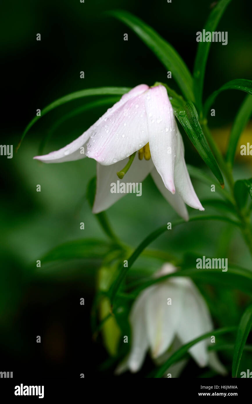 Lilium mackliniae shirui siroi lily High Resolution Stock Photography ...