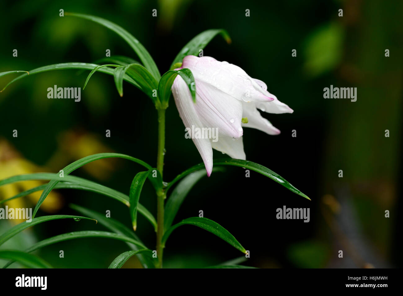 Lilium mackliniae shirui siroi lily High Resolution Stock Photography ...