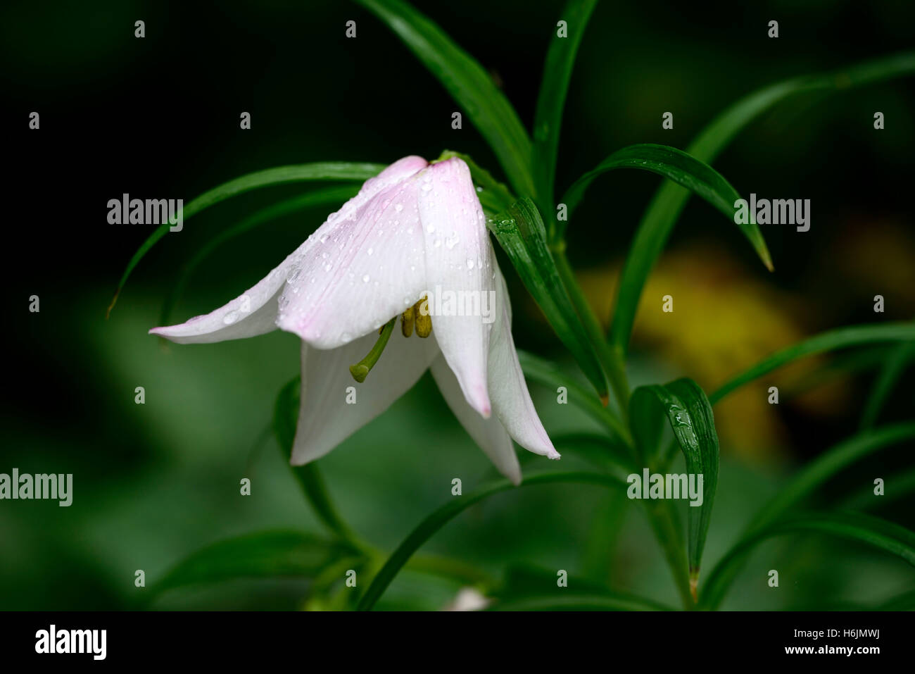 Siroi lily hi-res stock photography and images - Alamy