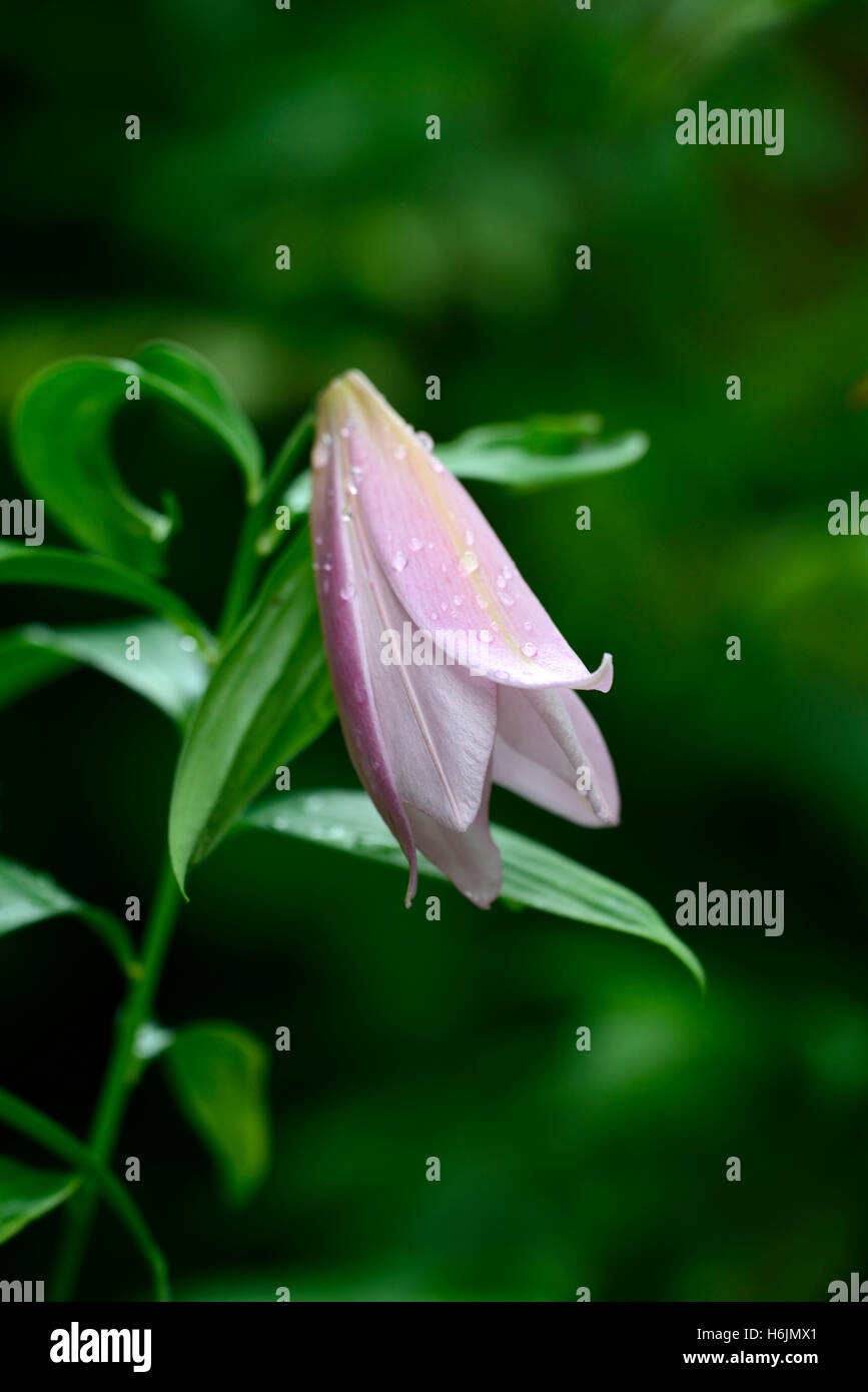 Lilium rubellum Otome-Yuri Maiden Lily pink yellow throat lilies ...