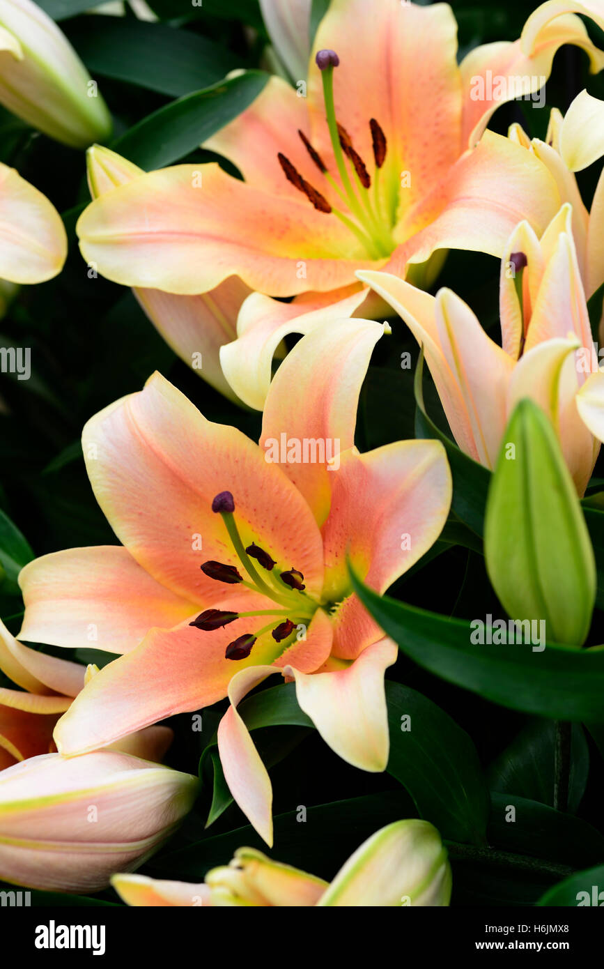 lilium zelmira Orienpet lily lilies salmon orange colour color flower ...