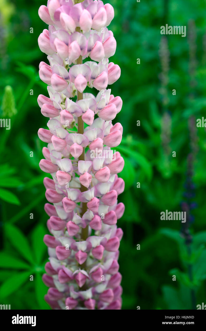 Lupins garden flower hi-res stock photography and images - Alamy