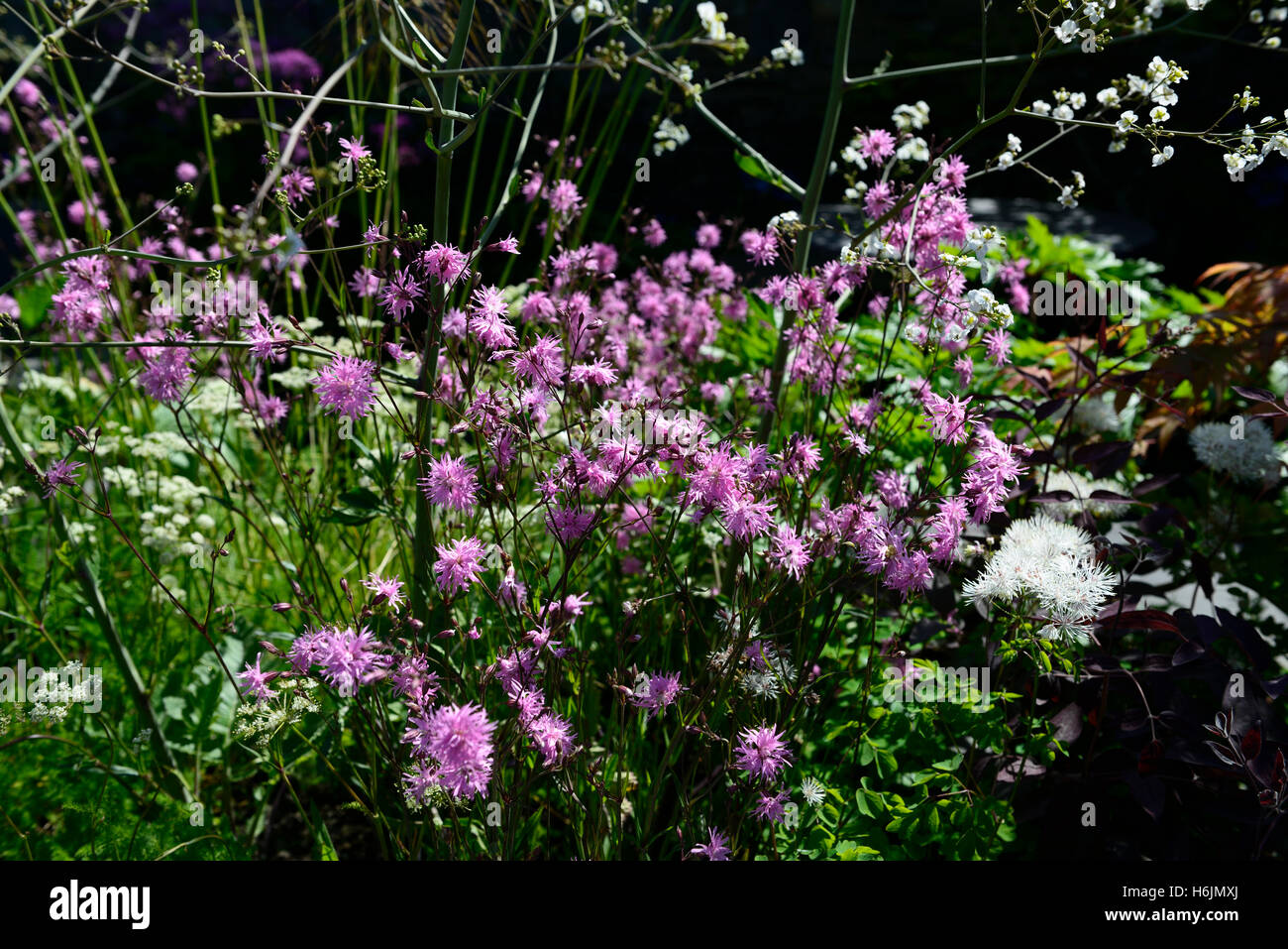 Lychnis flos cuculi jenny ragged robin pink flower flowers flowering ...