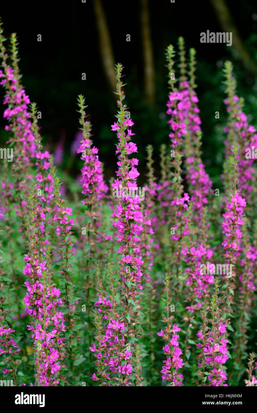 lythrum salicaria robin purple loosestrife summer selective focus plant ...