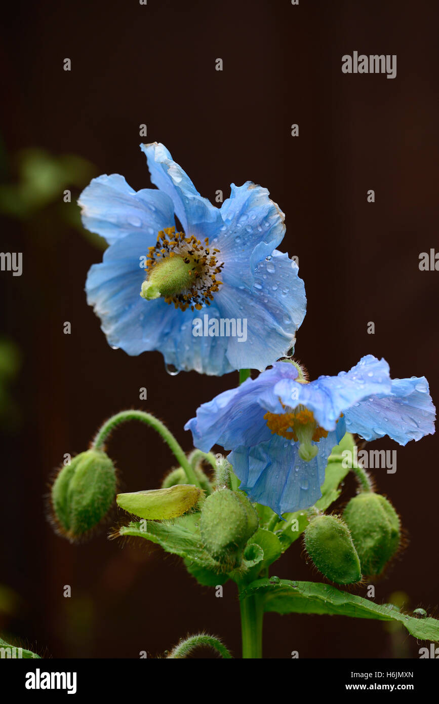 Meconopsis betonicifolia blue poppy Himalayan poppies flower flowers RM ...