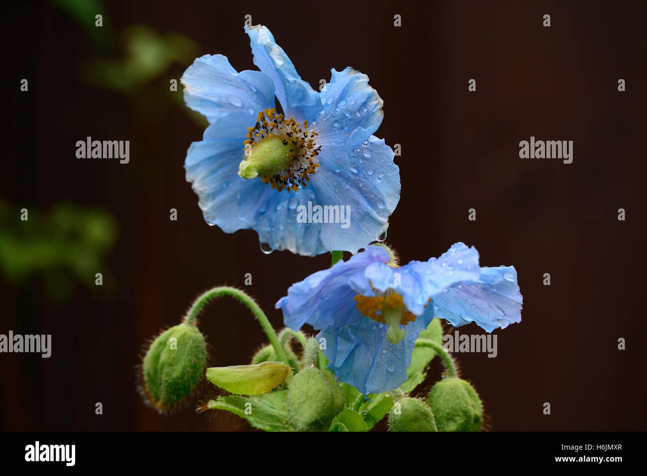 Meconopsis betonicifolia blue poppy Himalayan poppies flower flowers RM ...