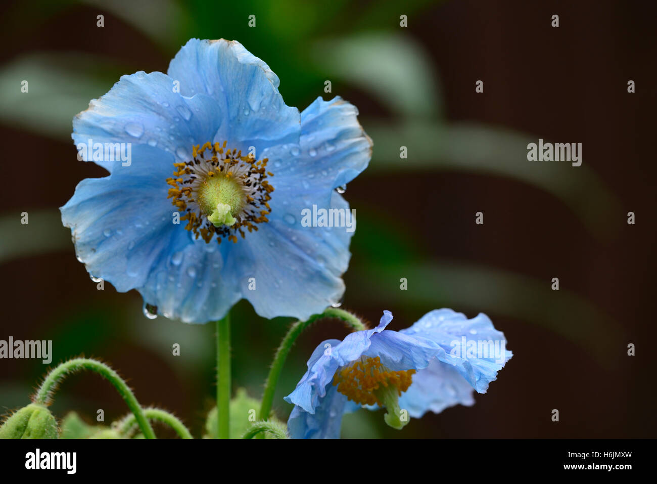 Meconopsis betonicifolia blue poppy Himalayan poppies flower flowers RM ...
