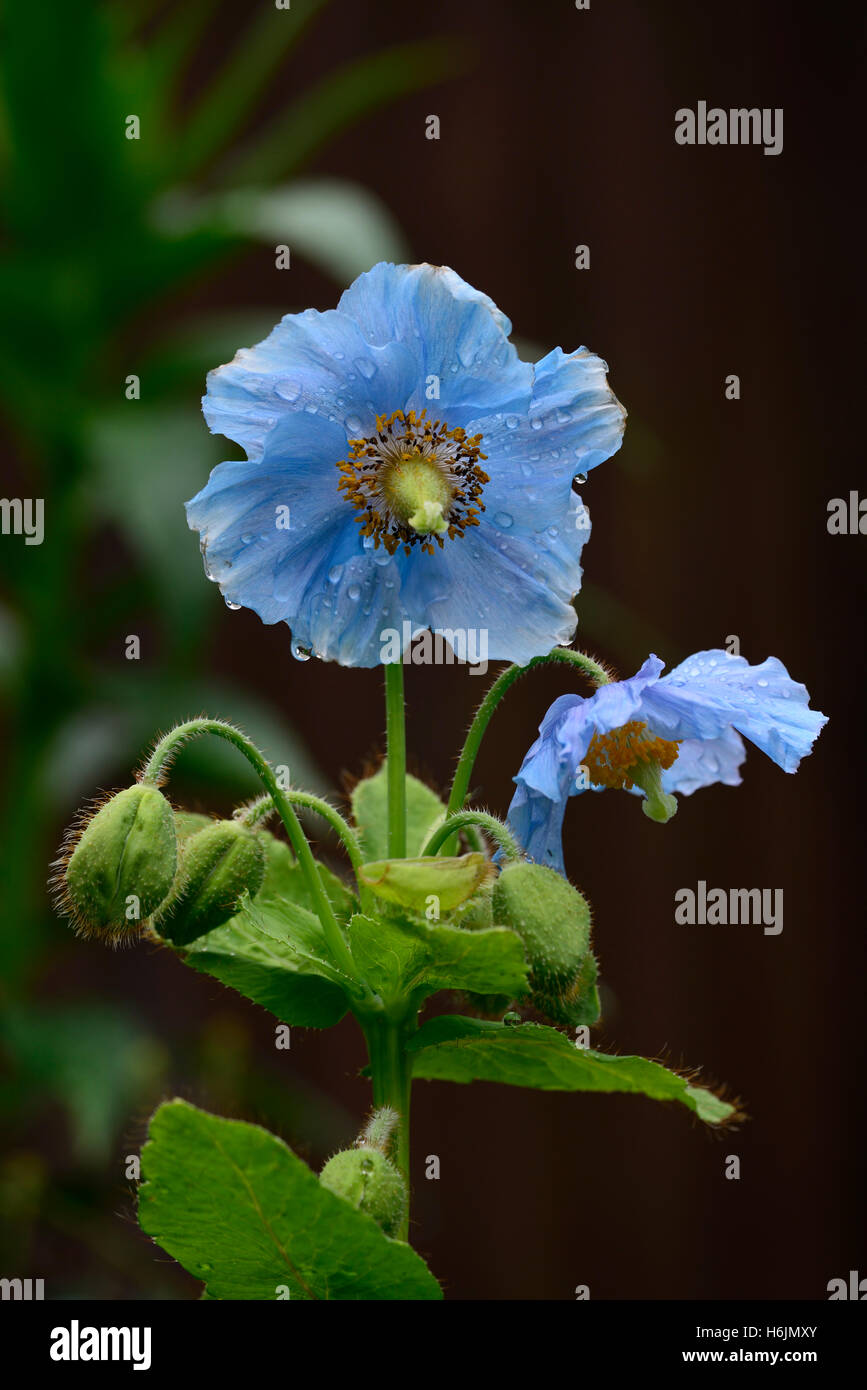 Meconopsis betonicifolia blue poppy Himalayan poppies flower flowers RM ...