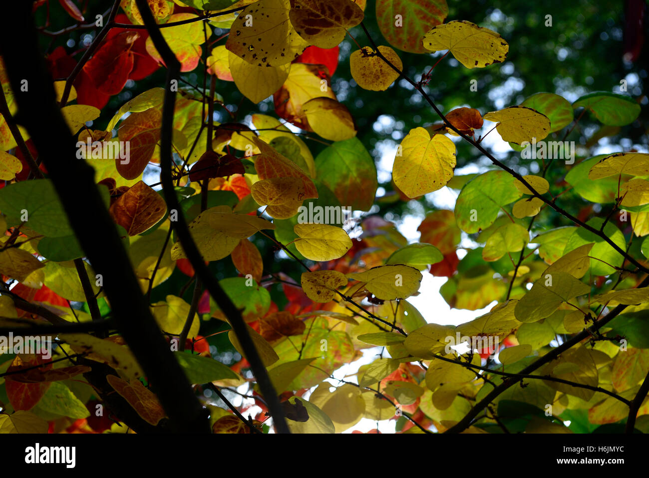 autumn fall leaves foliage red orange yellow tree trees backlit RM ...