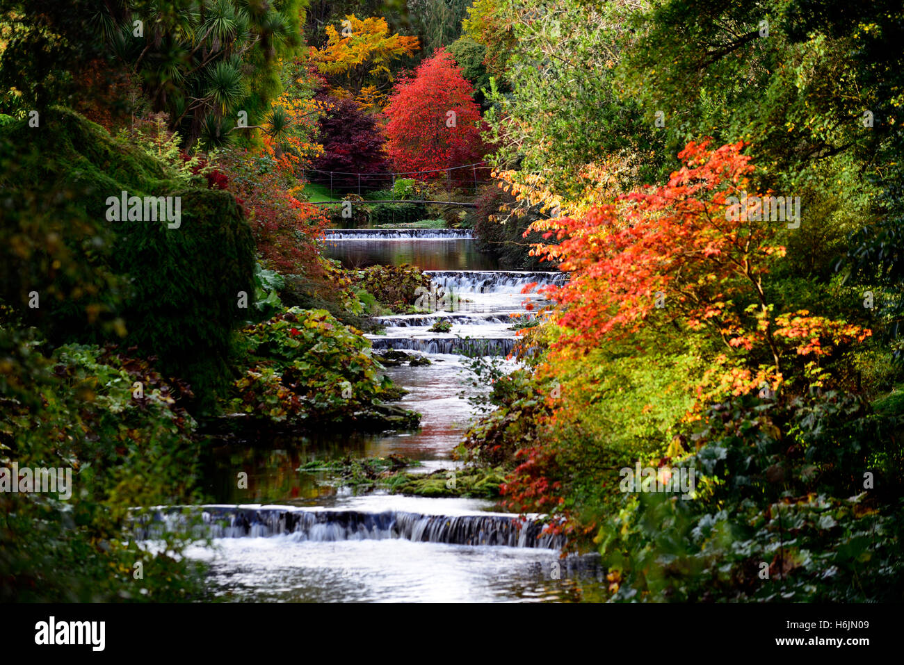 Nyssa sylvatica Vartry River autumn autumnal red colour color fall ...