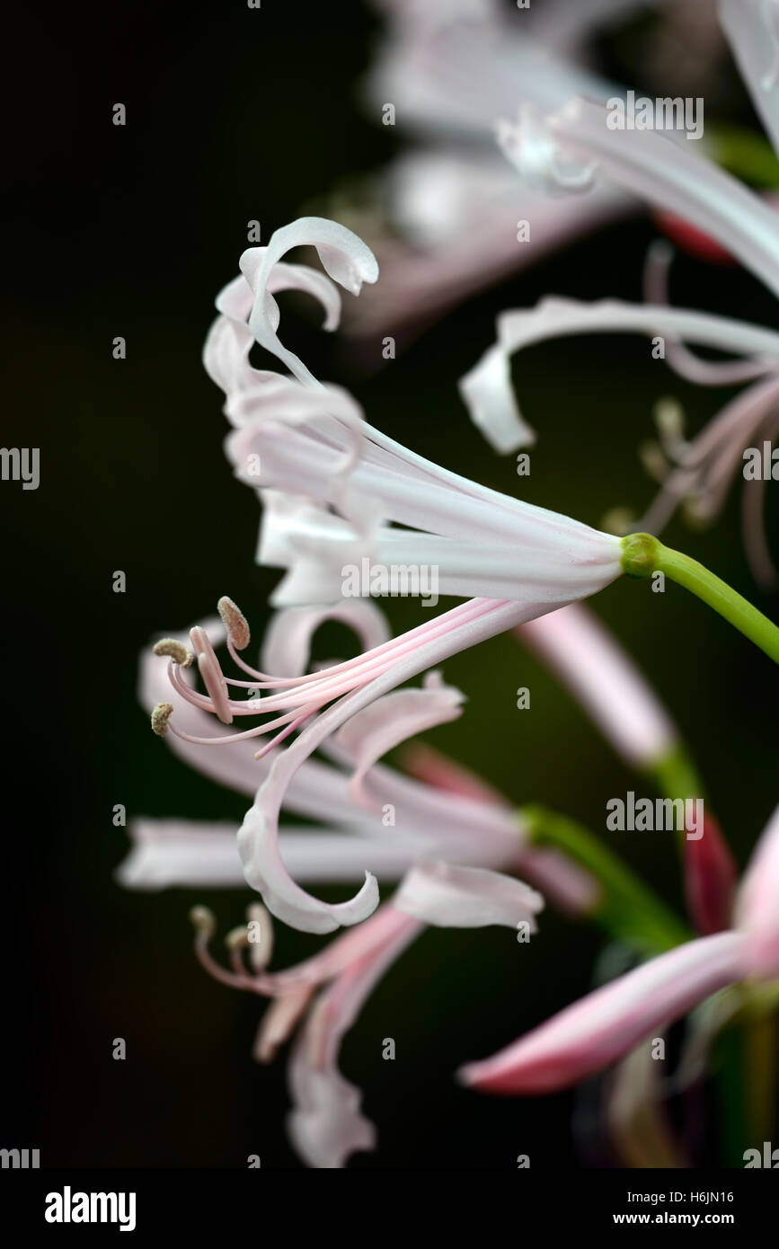 nerine bowdenii Nikita pale pink nerines closeup plant portraits bulbs ...