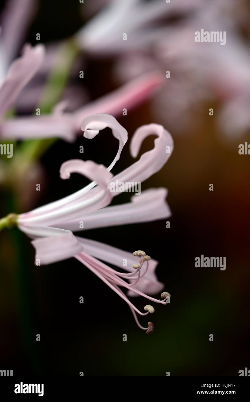 nerine bowdenii Nikita pale pink nerines closeup plant portraits bulbs ...