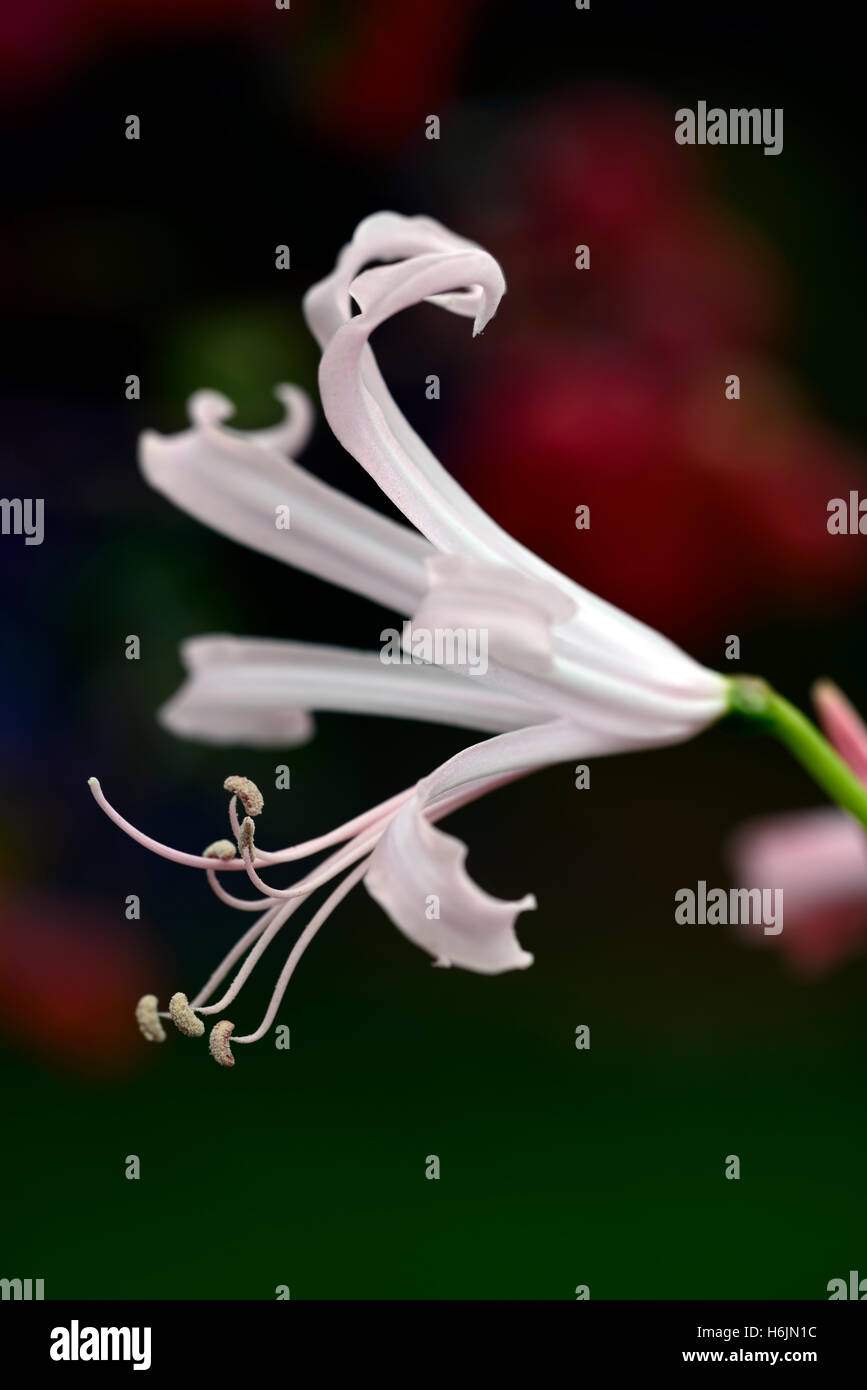 nerine bowdenii Rowie pale pink nerines closeup plant portraits bulbs ...