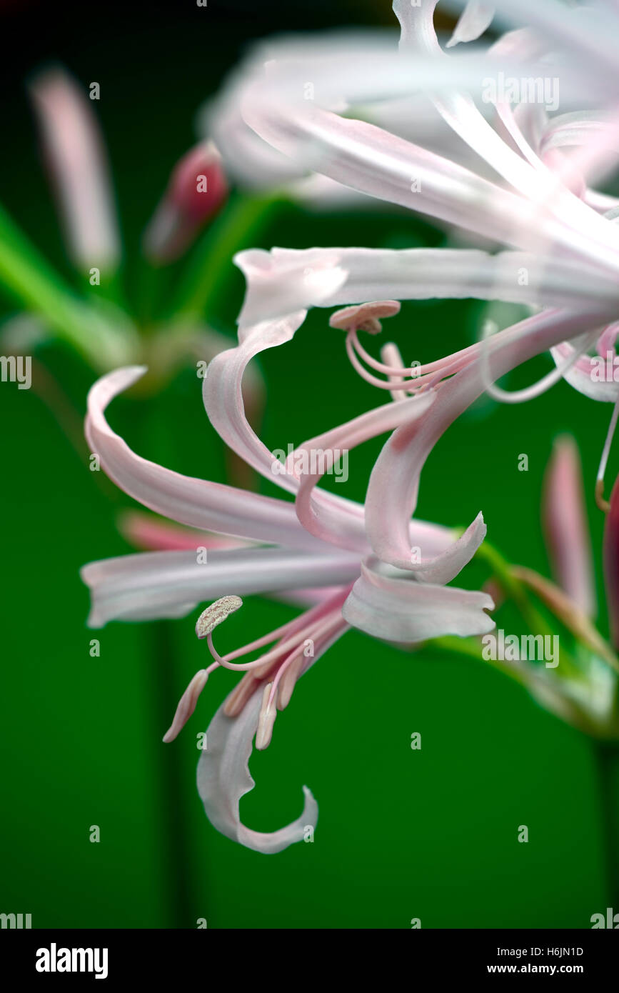 nerine bowdenii Rowie pale pink nerines closeup plant portraits bulbs ...