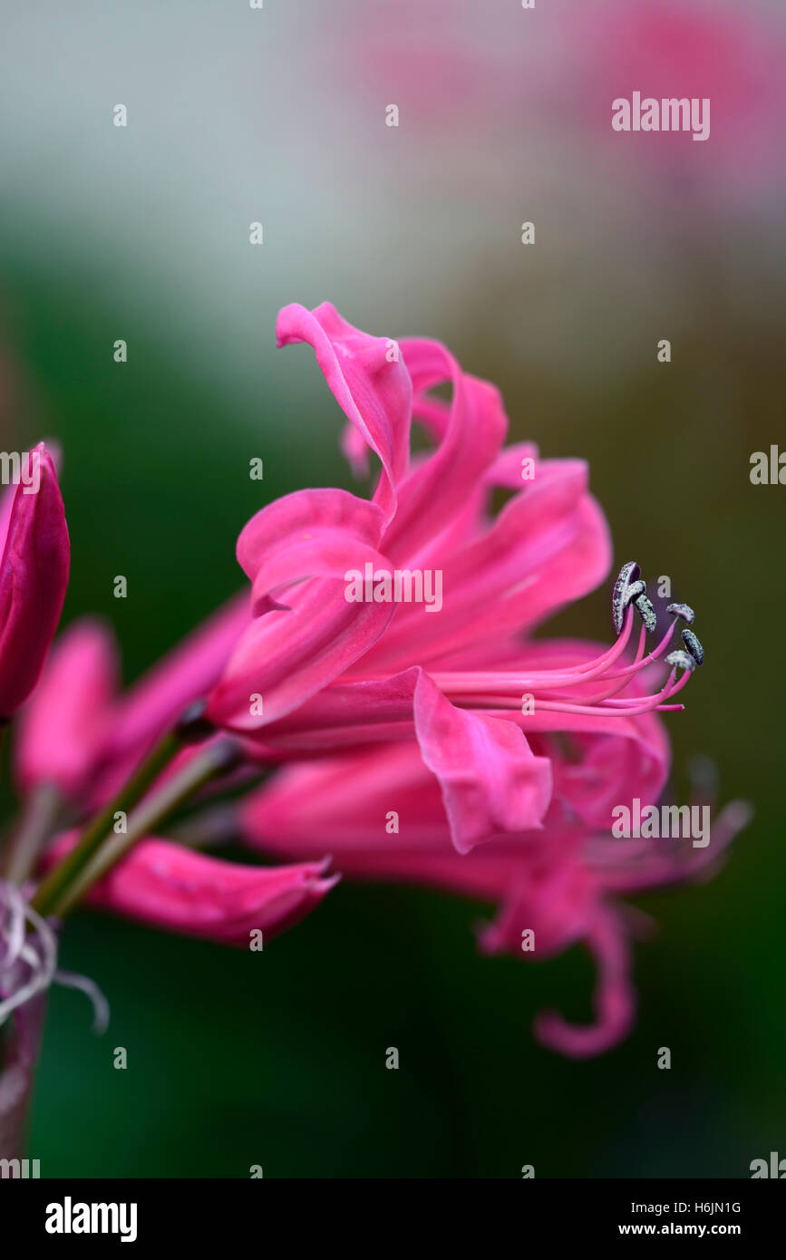 nerine zeal giant large flowered nerines closeup plant portraits bulbs ...