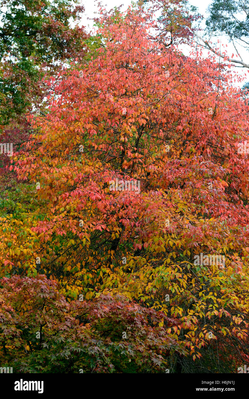 Nyssa sylvatica autumn autumnal red colour color fall leaves change ...
