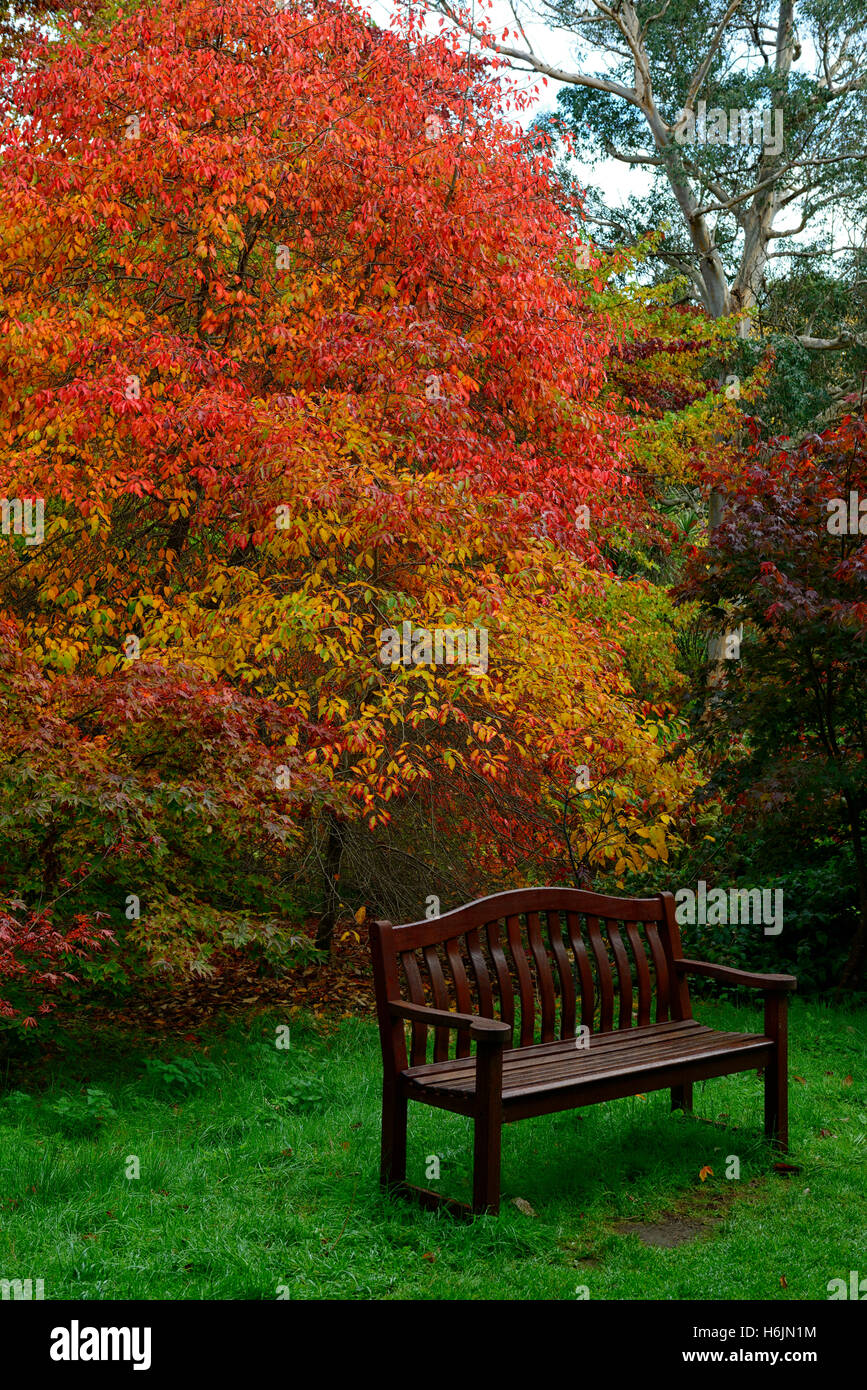 Nyssa sylvatica autumn autumnal red colour color fall leaves change ...