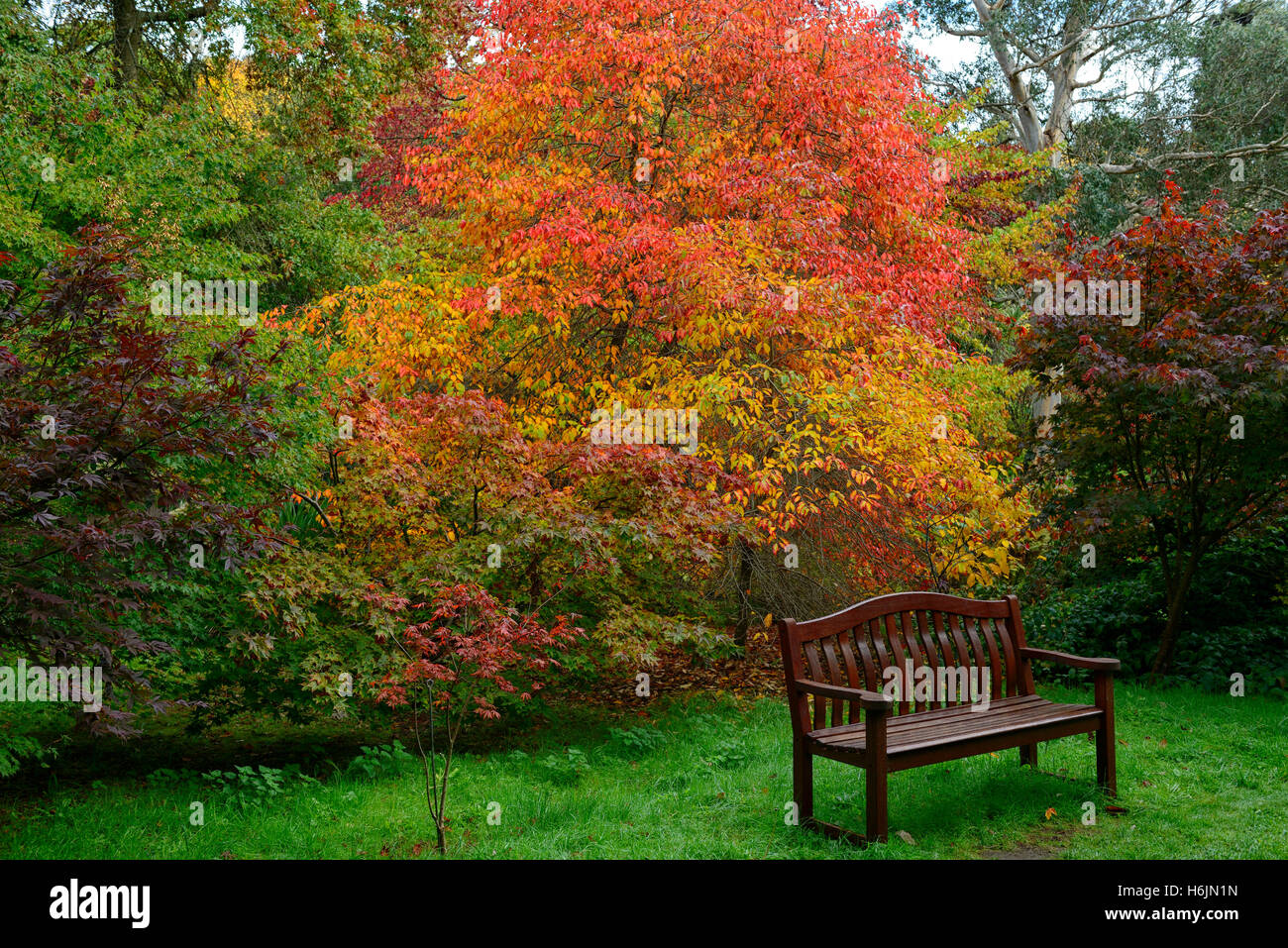 Nyssa sylvatica autumn autumnal red colour color fall leaves change ...