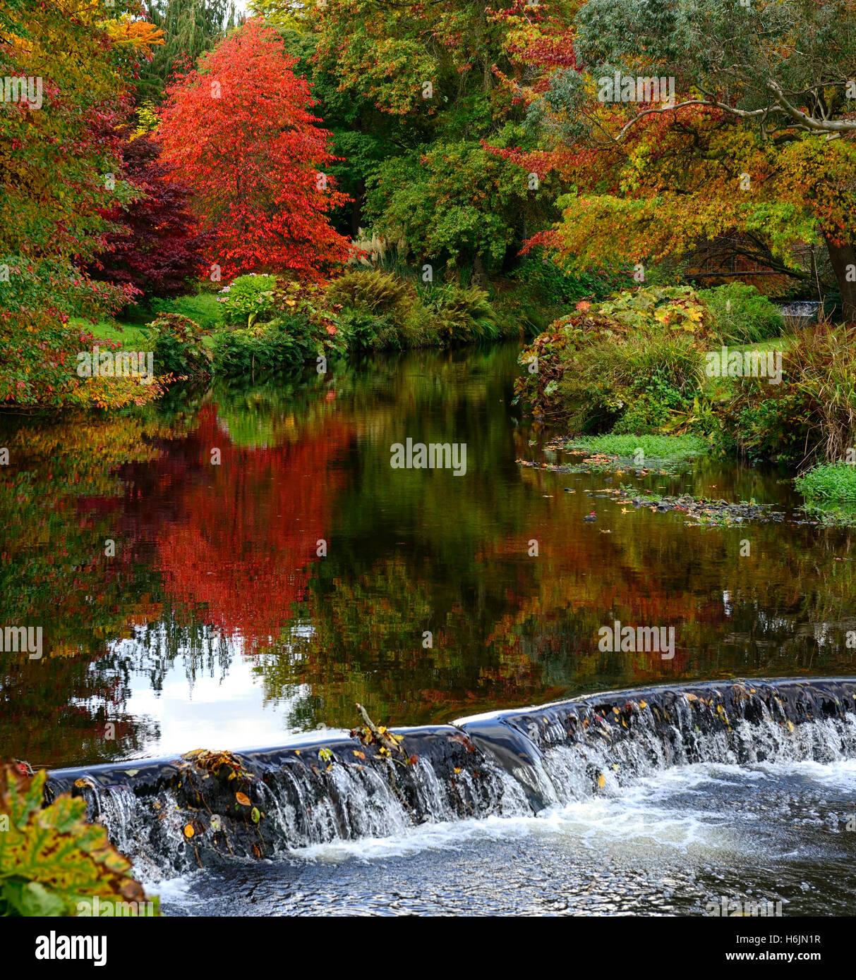 Nyssa sylvatica autumn autumnal red colour color fall leaves change ...