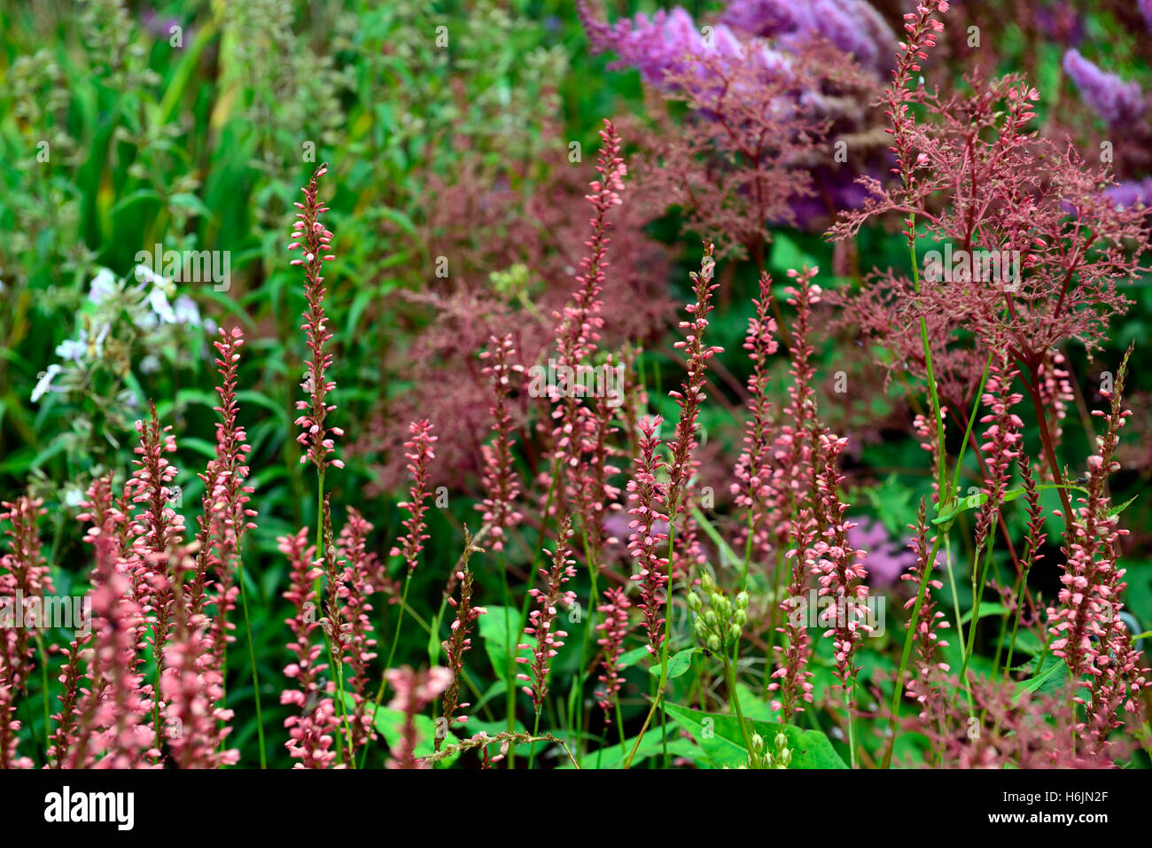 Persicaria amplexicaulis orangefield hi-res stock photography and ...