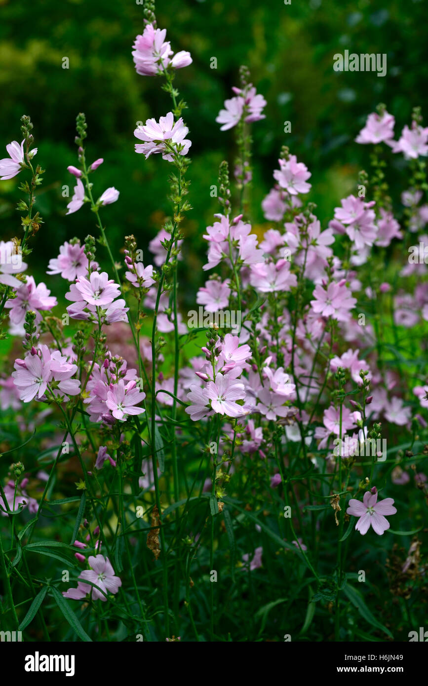 sidalcea my love Prairie Mallow pink flowers flowering perennial RM ...