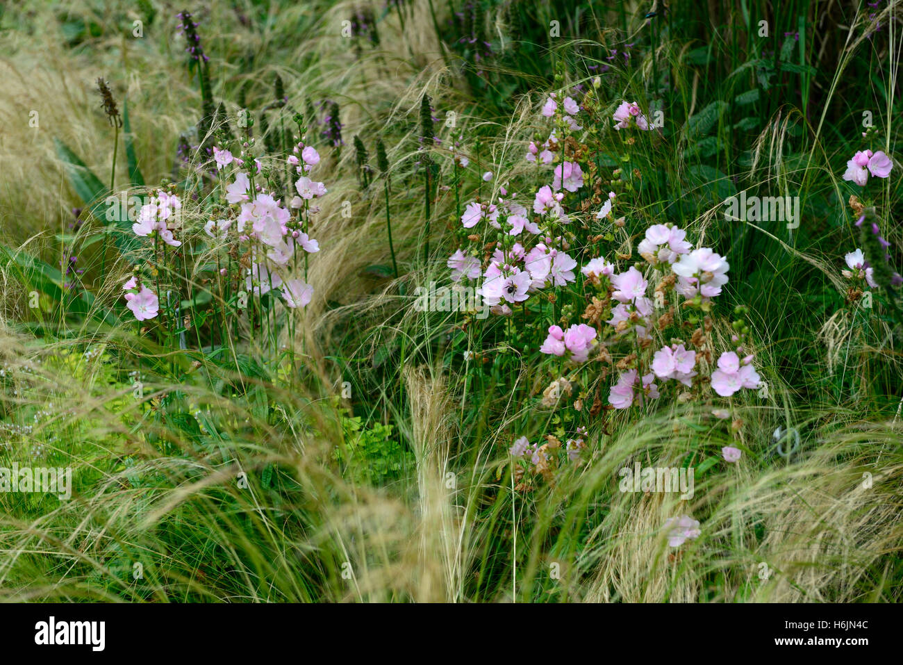 sidalcea my love Prairie Mallow pink flowers flowering perennial ...