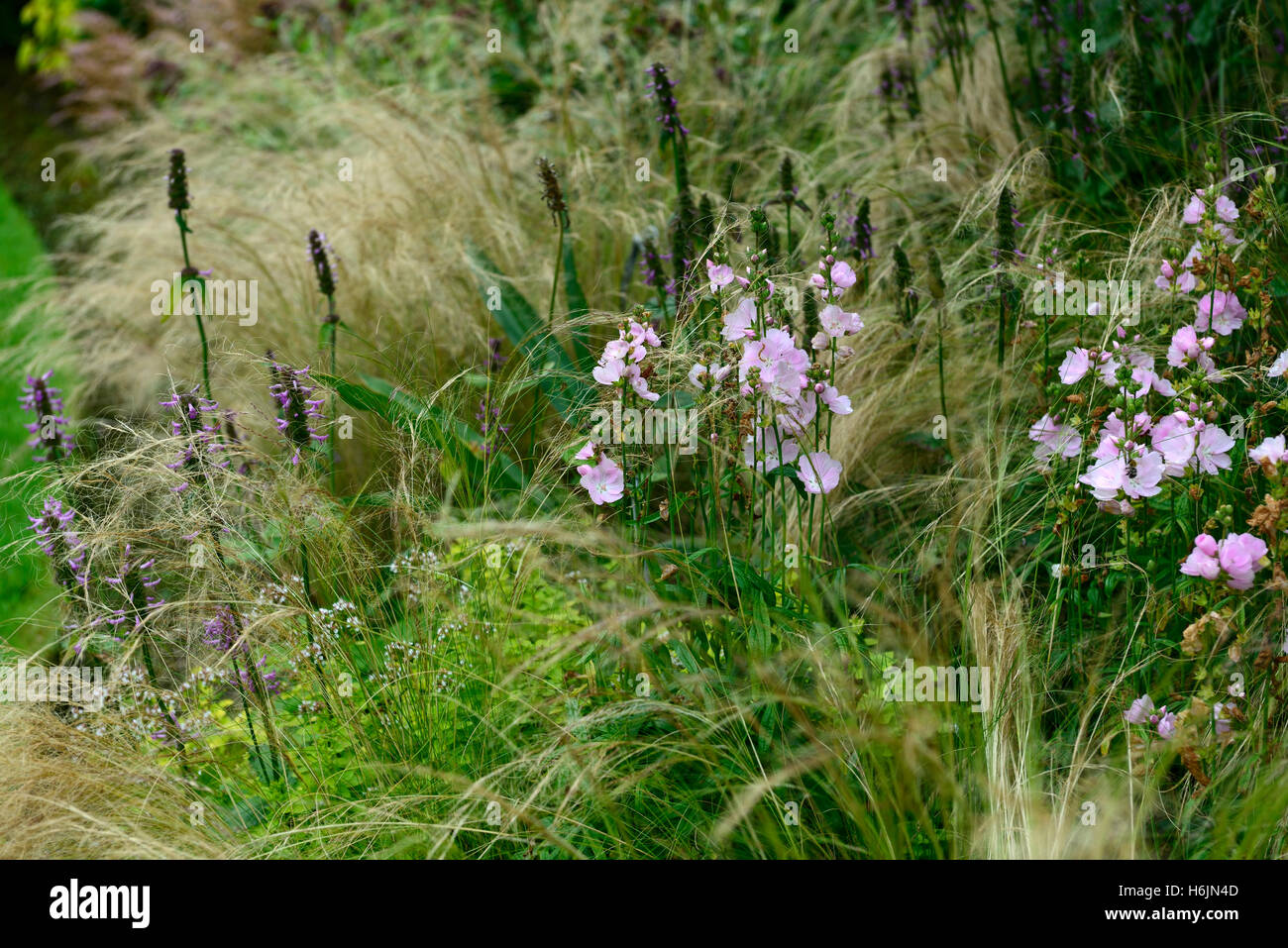 sidalcea my love Prairie Mallow pink flowers flowering perennial ...