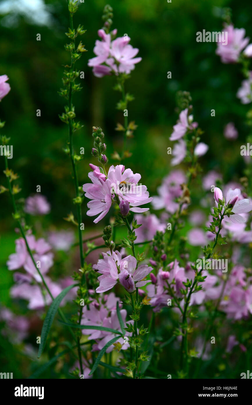 sidalcea my love Prairie Mallow pink flowers flowering perennial RM ...