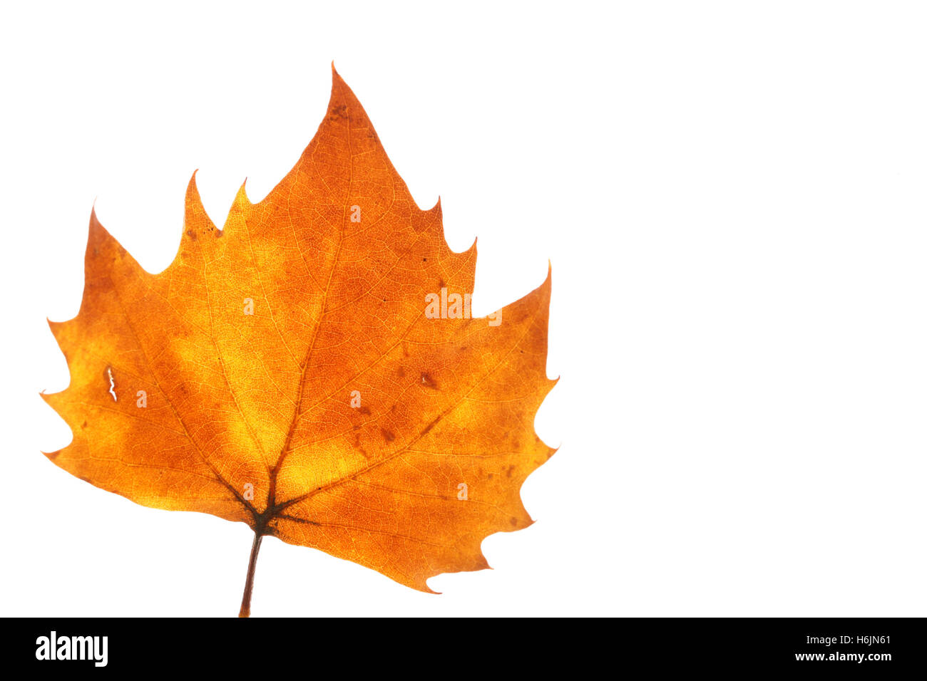 Japanese maple leaf close up Stock Photo - Alamy