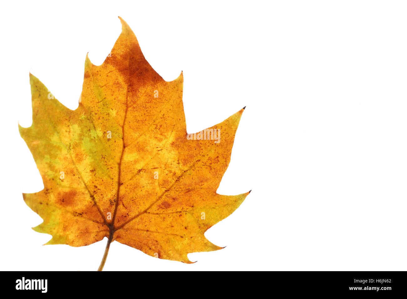 Japanese maple leaf close up #2 Stock Photo - Alamy