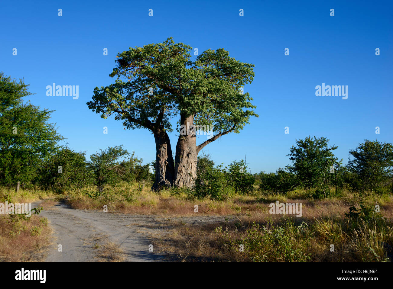 African baobab tree (Adansonia digitata) growing in Nxai Pan National Park, Botswana Stock Photo ...