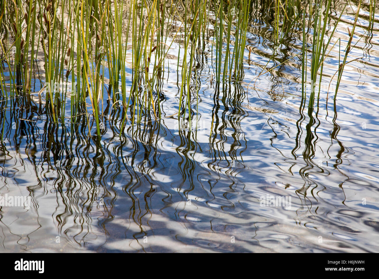 Hiking Mount Whitney, high point of California Stock Photo - Alamy