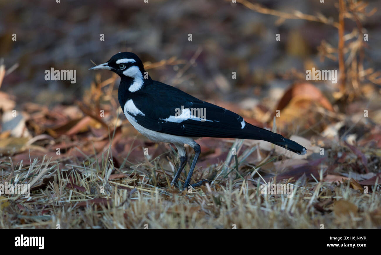 Magpie lark hi-res stock photography and images - Alamy