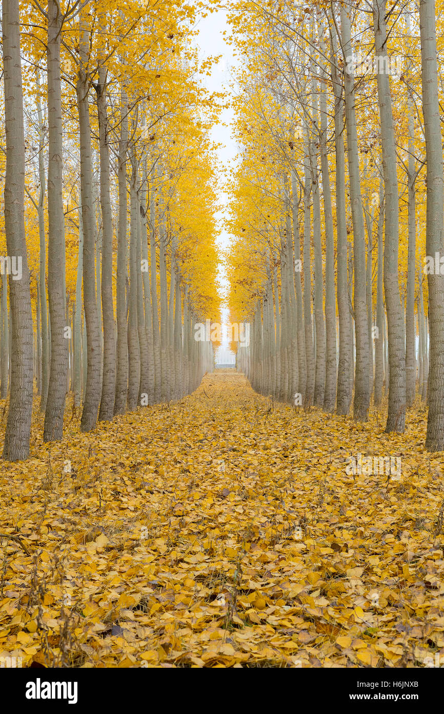 Poplar tree farm hi-res stock photography and images - Alamy