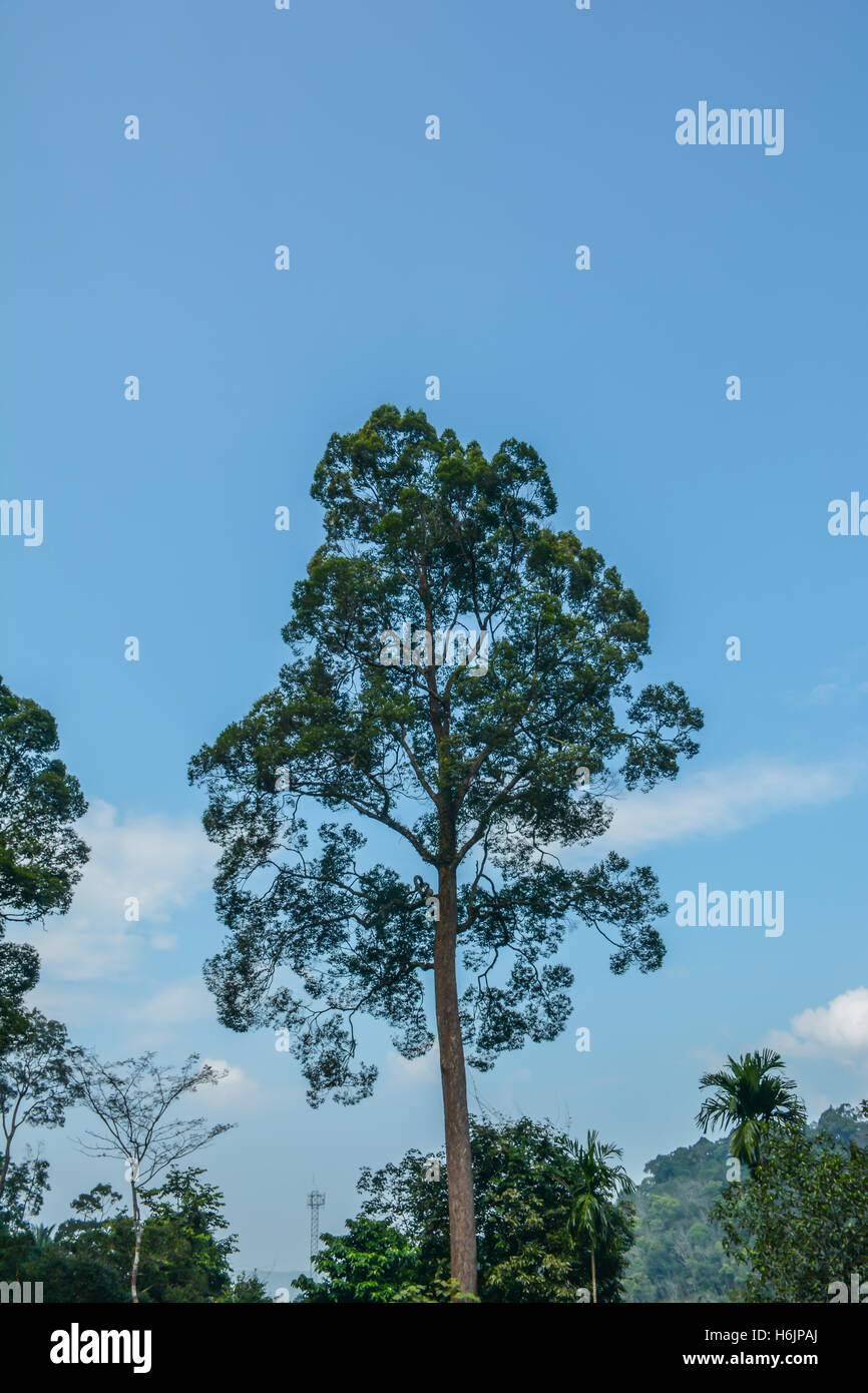 White Lauan Tree Definition Fashionable Design | ids-deutschland.de