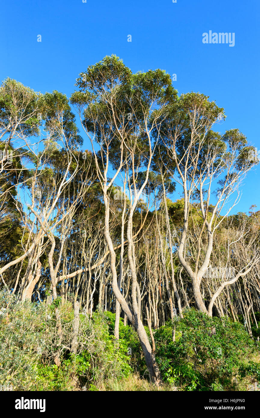 Gum forests hi-res stock photography and images - Alamy