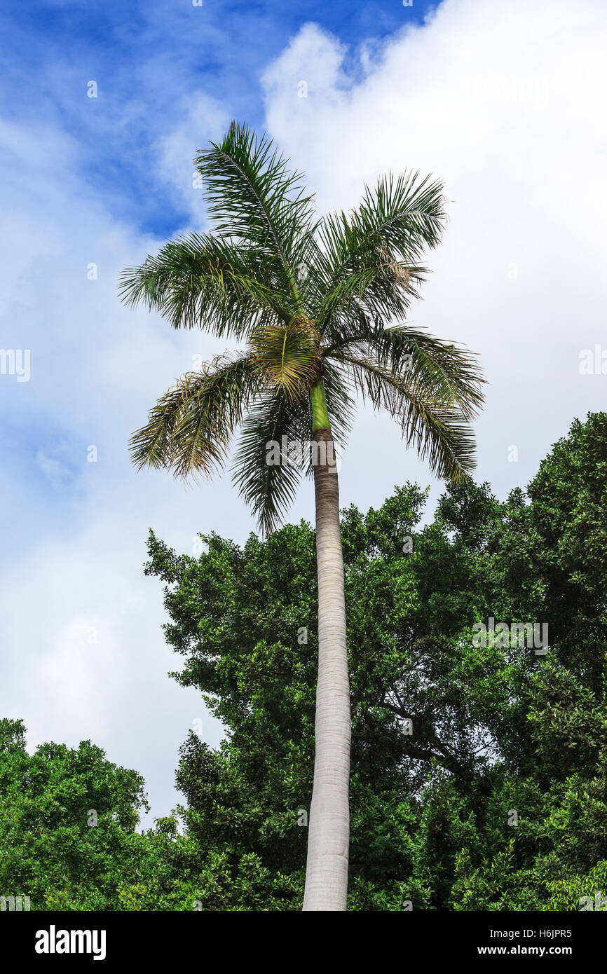 Beautiful palm tree on a sunny day Stock Photo - Alamy