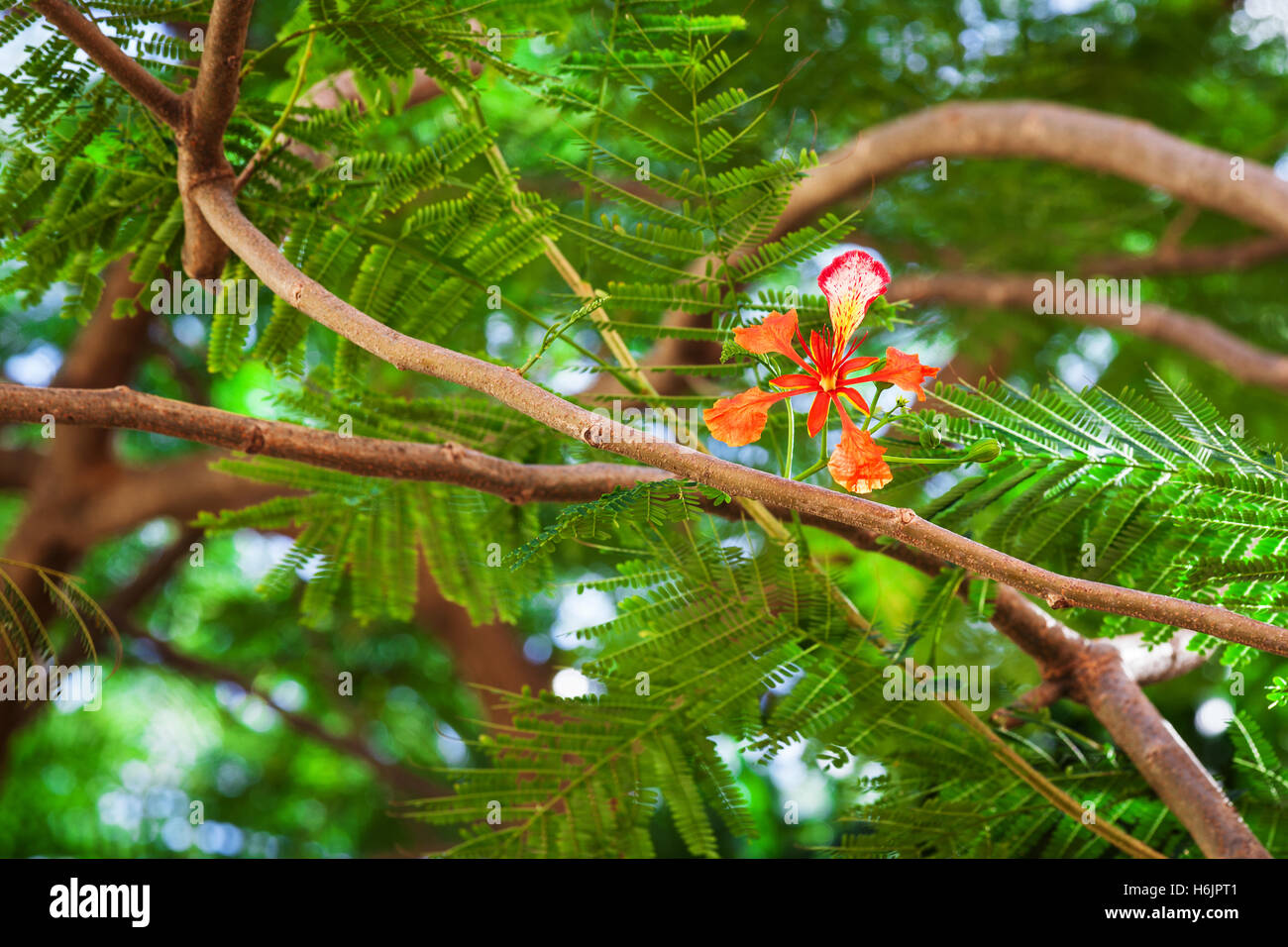 acacia flower on a sunny day Stock Photo - Alamy