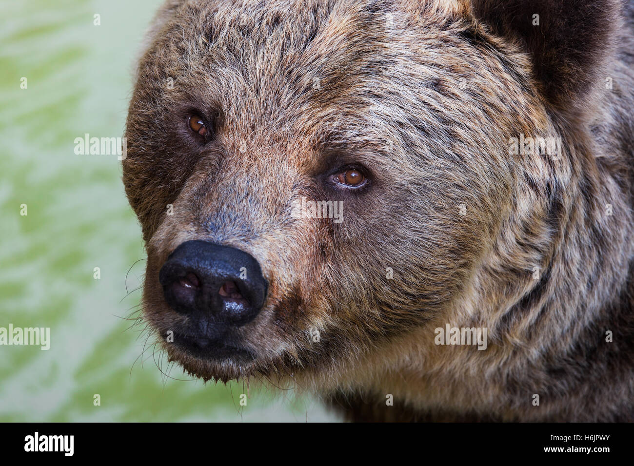 Zoo pets hi-res stock photography and images - Alamy