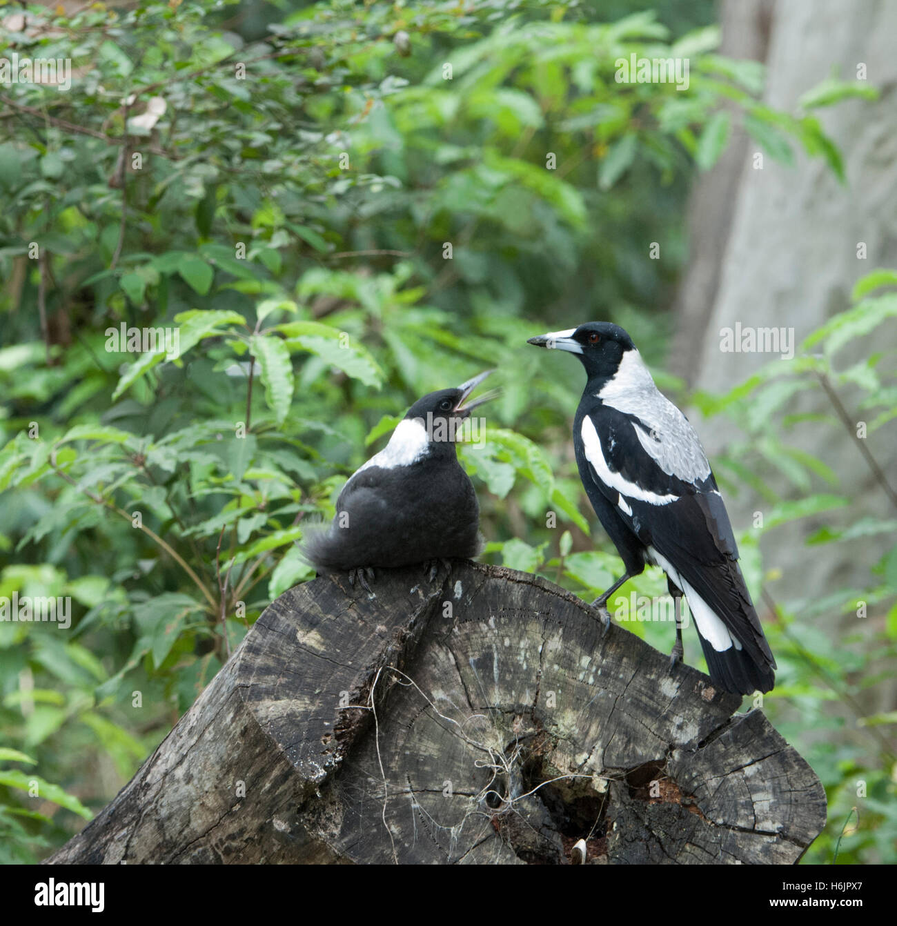 Baby magpie hi-res stock photography and images - Alamy