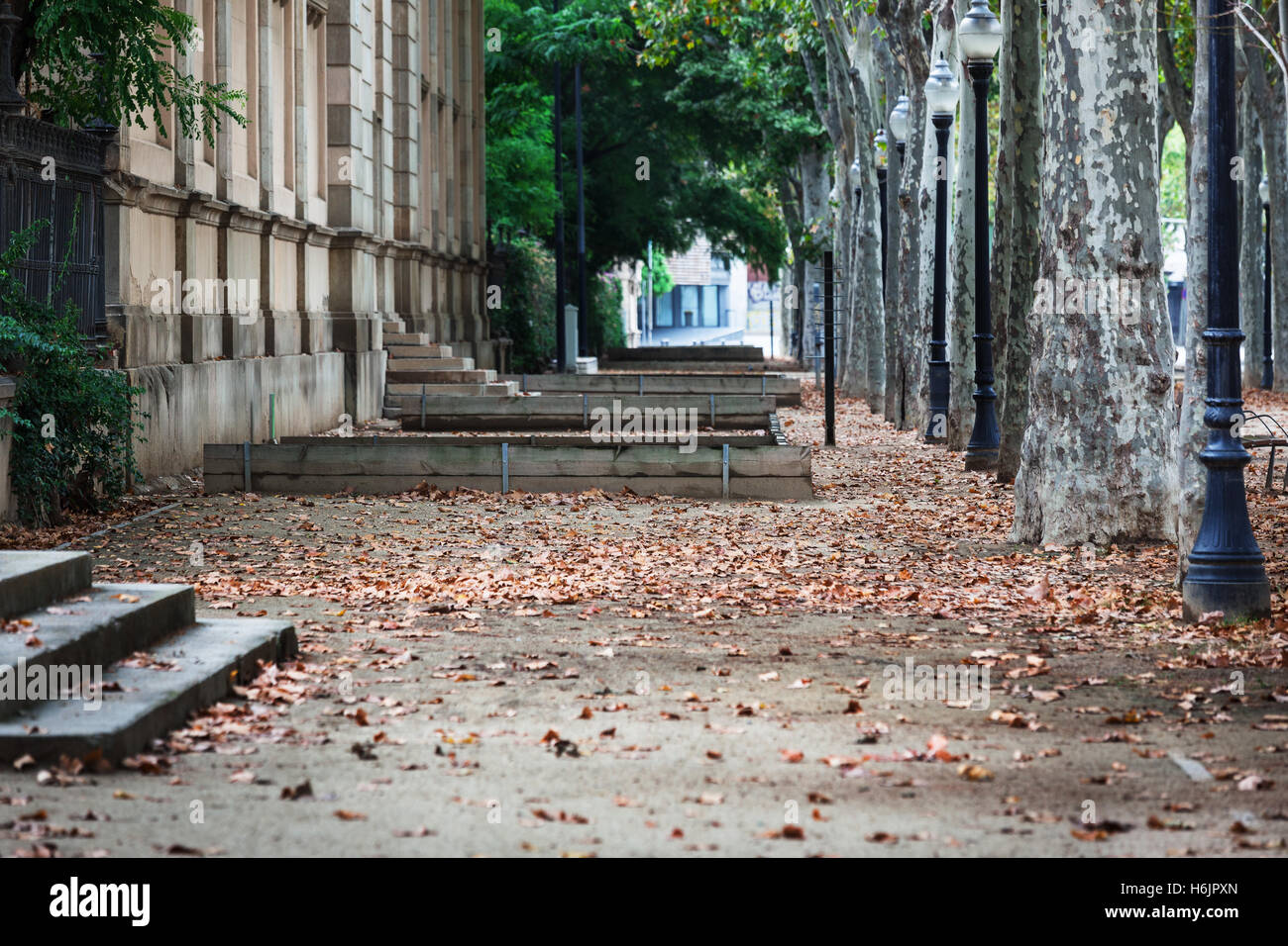 Tree line boulevard hi-res stock photography and images - Alamy