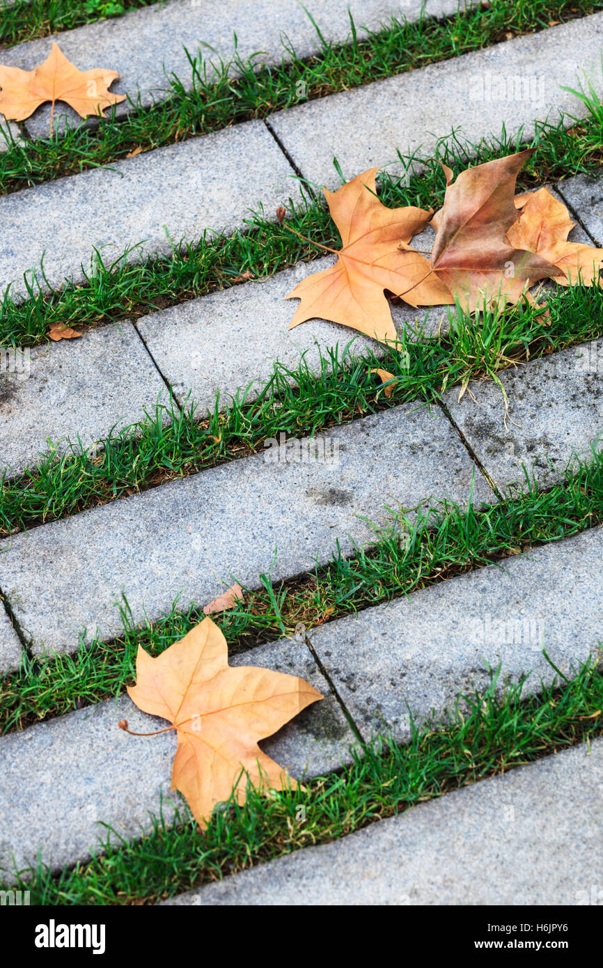 maple leaves on the sidewalk in autumn Stock Photo - Alamy