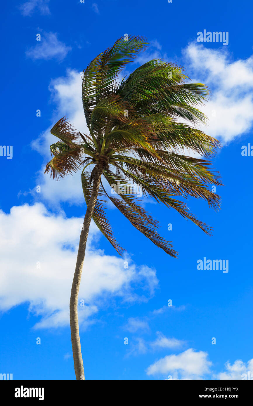 palm tree in a strong wind against the sky Stock Photo - Alamy