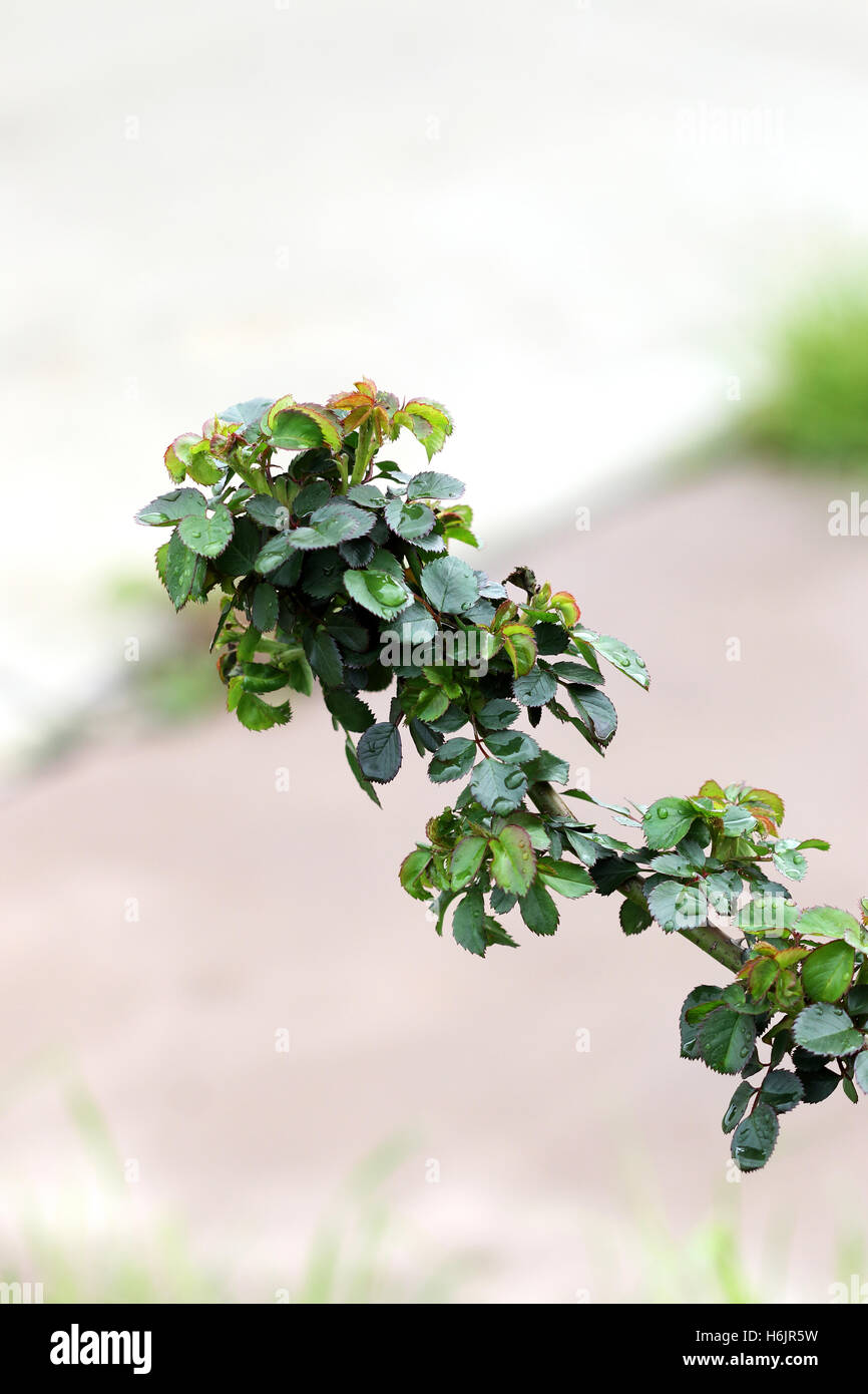 Close up Rose bush isolated with no flower Stock Photo - Alamy