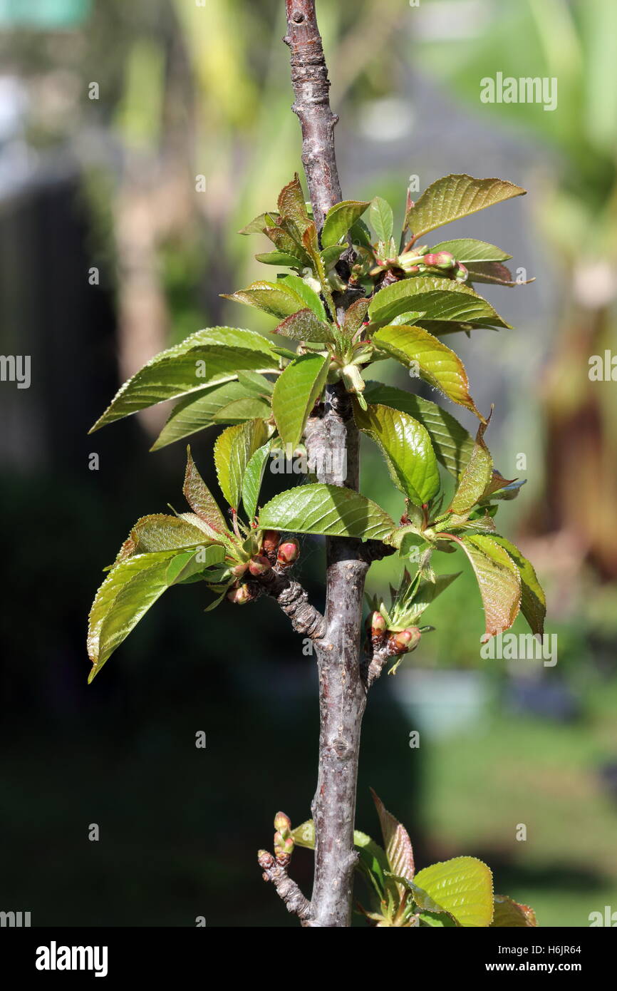 Lapins cherry with new growth leaves on tree Stock Photo - Alamy