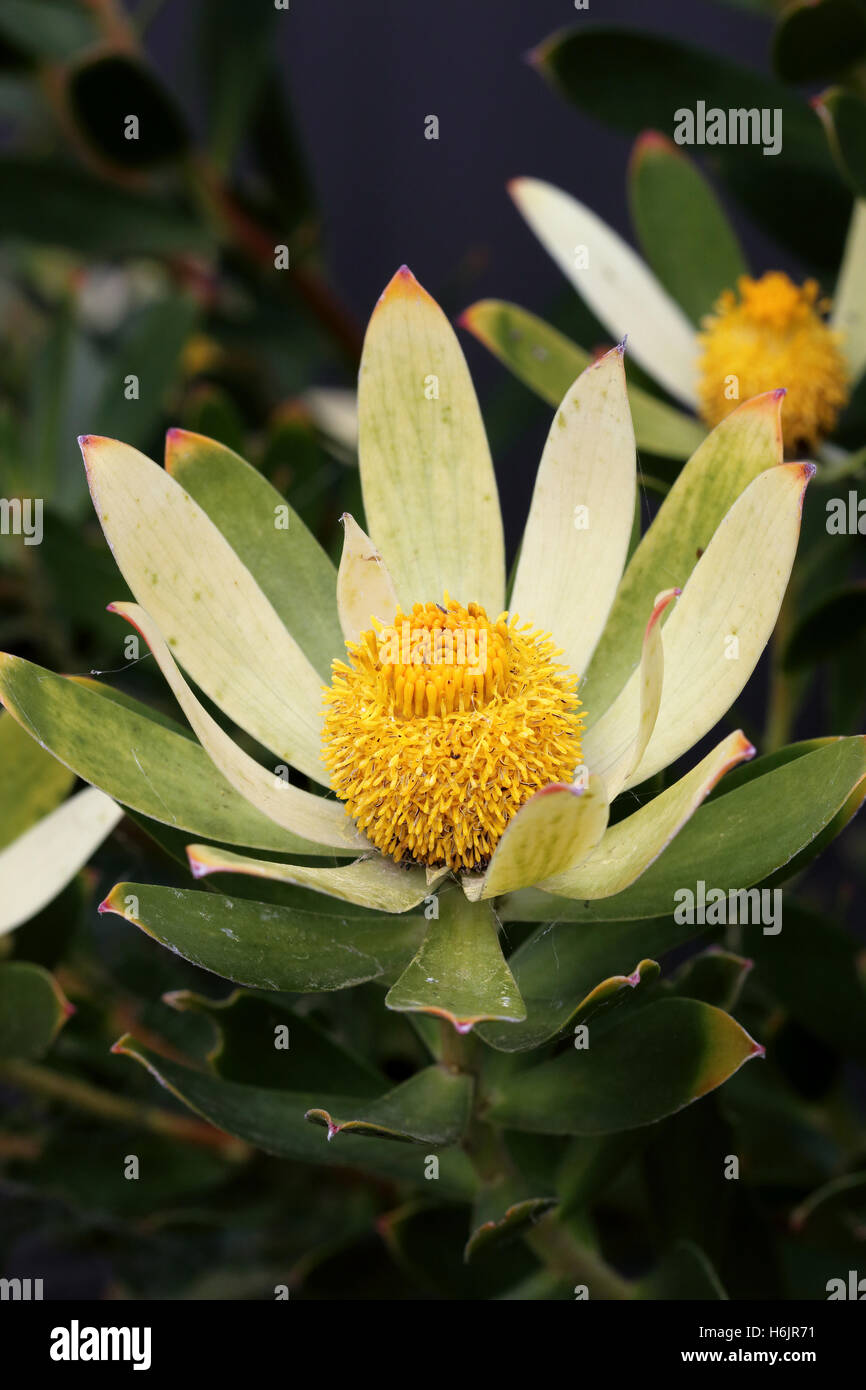Close up leucadendron gandogeri proteas hi-res stock photography and ...