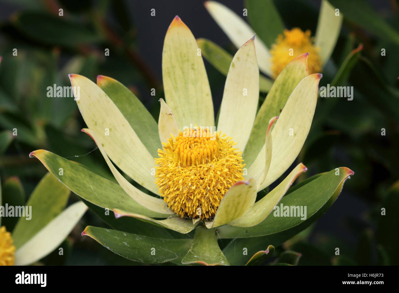 Close up leucadendron gandogeri proteas hi-res stock photography and ...